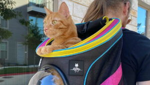 Limited Edition Cat Carrier for Stray Cats